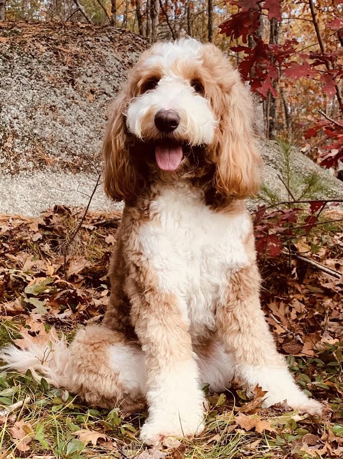 doodlemaineia.com | Maine Doodle Dog Breeder| Quality Genetics